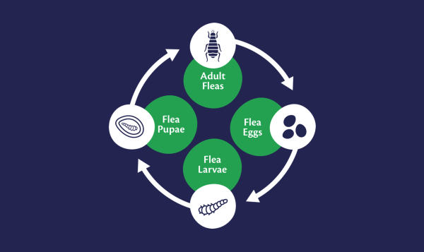 The Complete Flea Life Cycle | Fleas Explained | Bob Martin