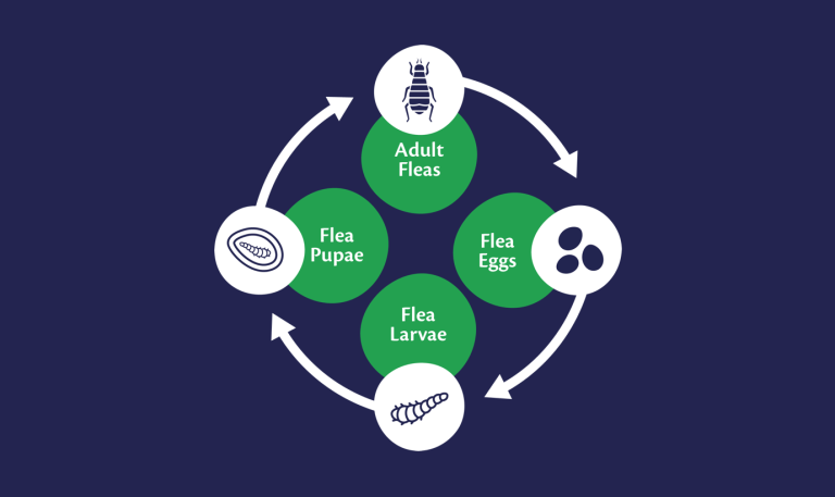 The Complete Flea Life Cycle | Fleas Explained | Bob Martin
